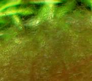 Brown Hair Algae Freshwater Aquarium